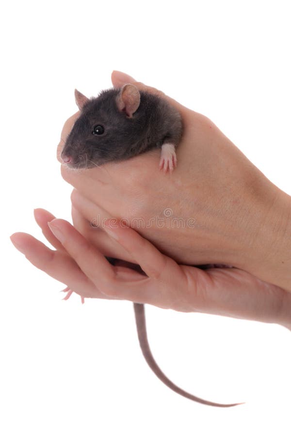 Black Domestic Rat in Hands Stock Image - Image of isolated, rodent ...
