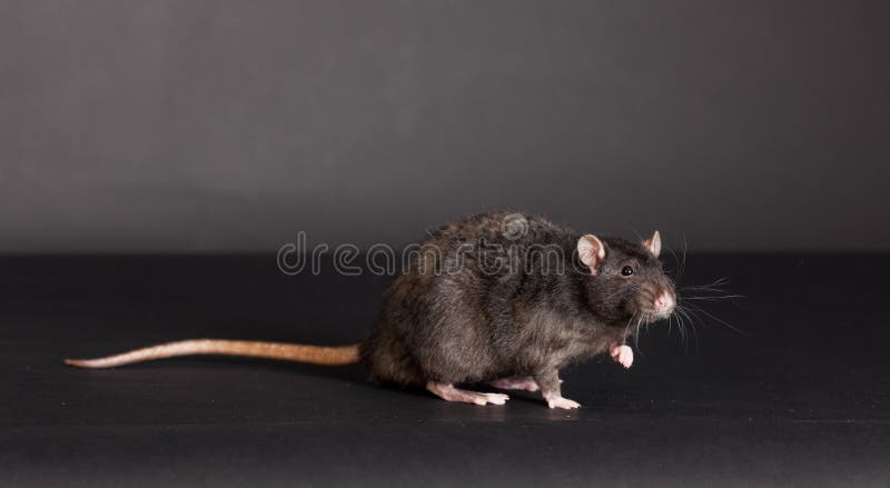Black domestic rat stock image. Image of macro, studio - 159127145