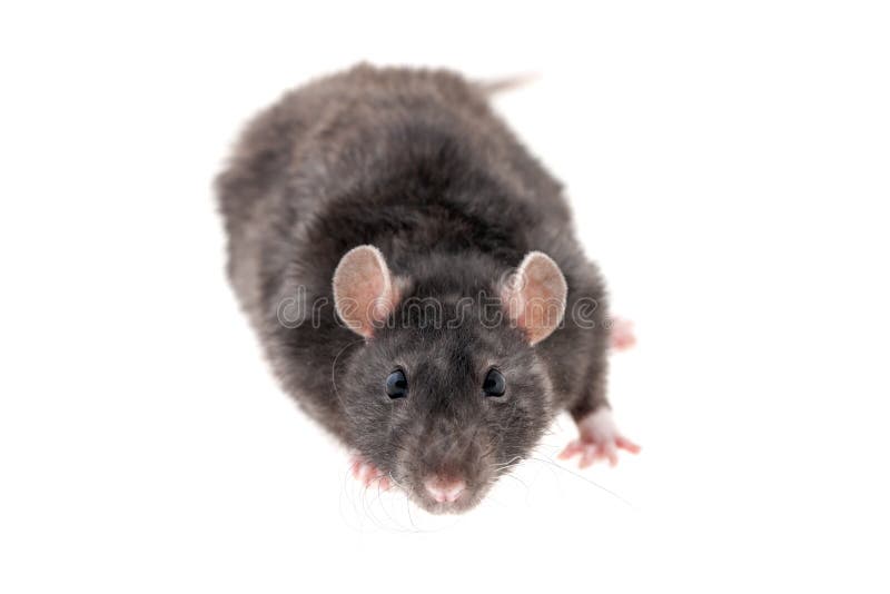 Black domestic rat stock photo. Image of fluffy, whisker - 163696232
