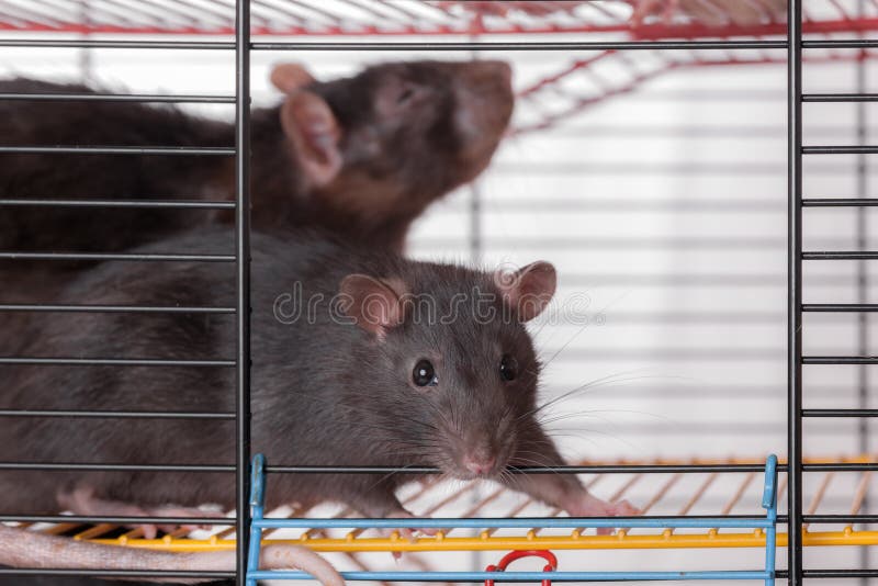 Cage with two rats stock photo. Image of tail, small - 13048966