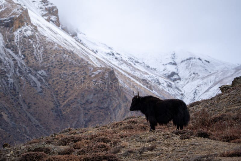 Black Domestic Yak in a Field in the Mountains Stock Photo - Image of ...