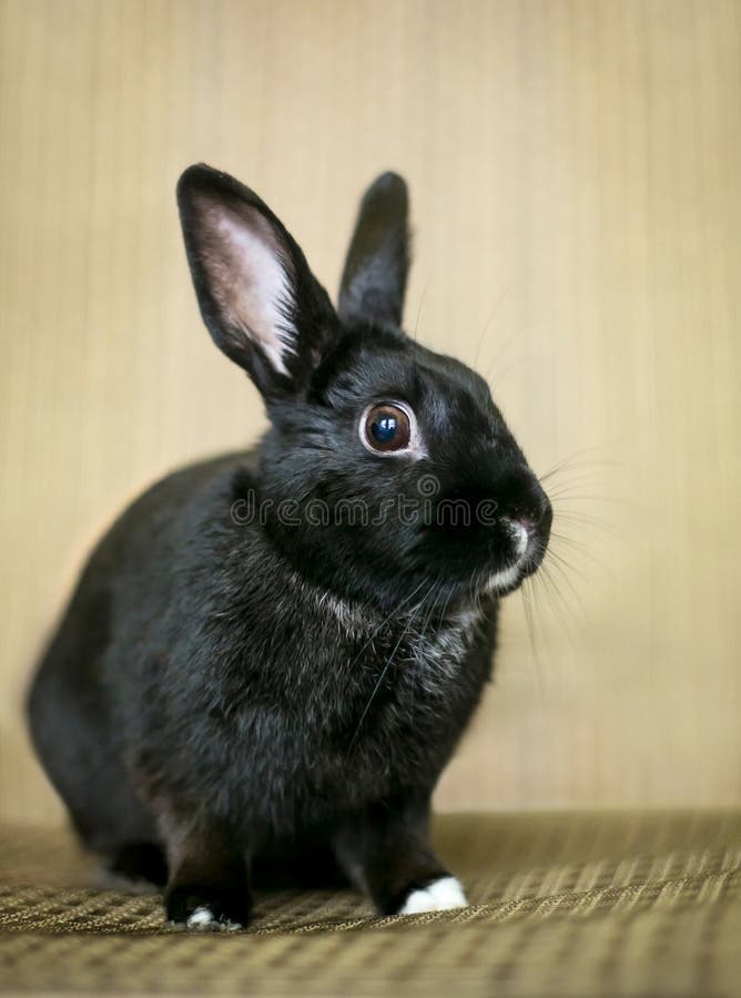 A Black Domesticated Pet Rabbit Stock Image - Image of rabbit, ears ...