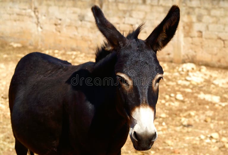 6,200 Black Donkey Stock Photos - Free & Royalty-Free Stock Photos from ...