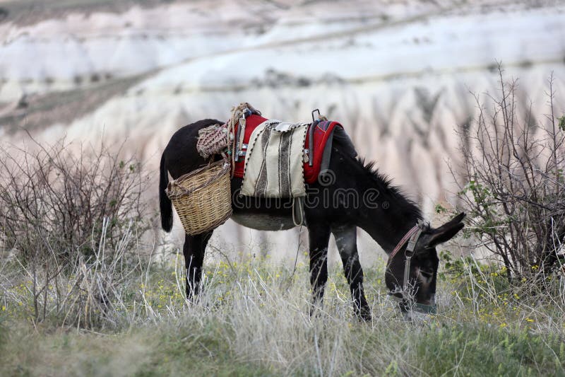 A Black Donkey Grazing in a Rural Field. Stock Image - Image of ...