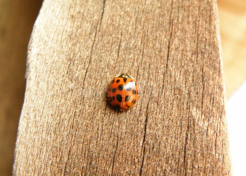 Black Dot Red Ladybug Climbing on the Wooden Wall Stock Image - Image ...