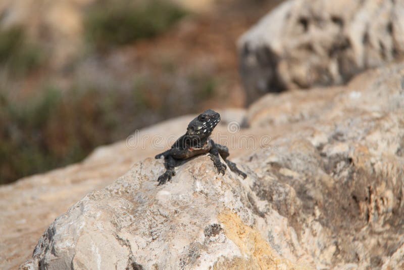 Black Dotted Lizard on a Stone Stock Photo - Image of standing ...