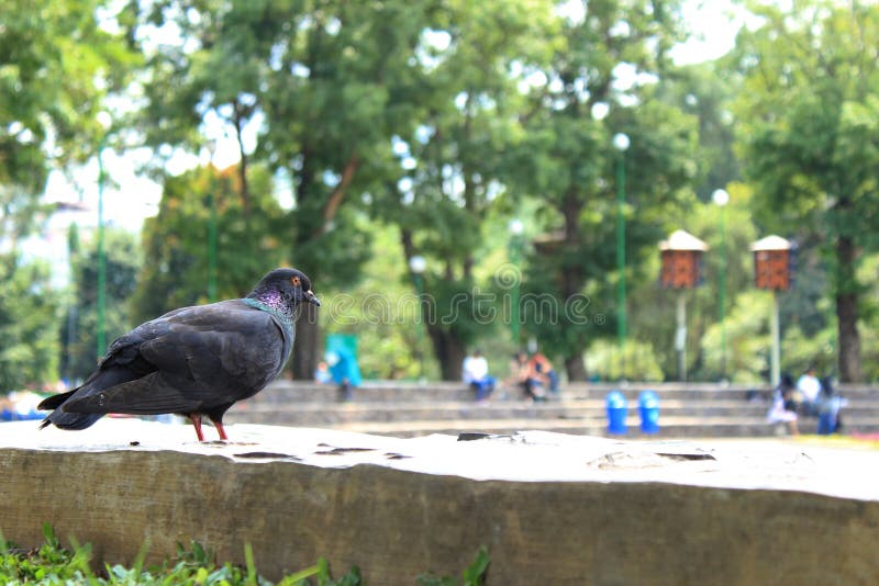 Black dove in the garden stock image. Image of bird - 269166969