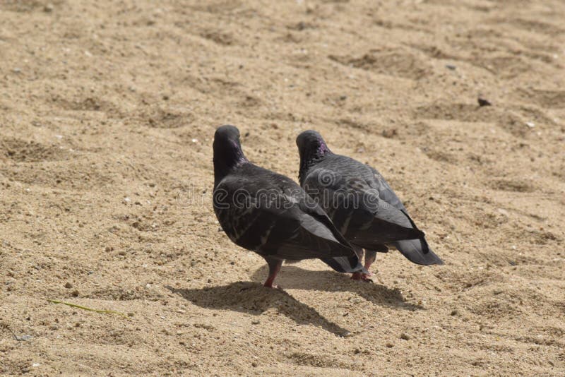 Black Dove stock photo. Image of park, black, animal - 79377788