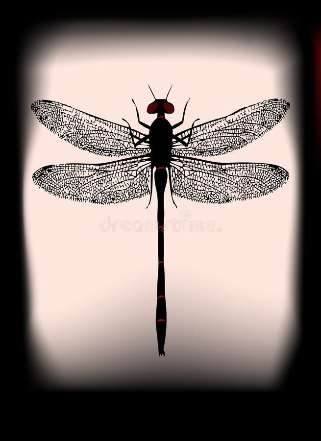 Insect Wings with Delicate Texture Stock Vector - Illustration of wing ...