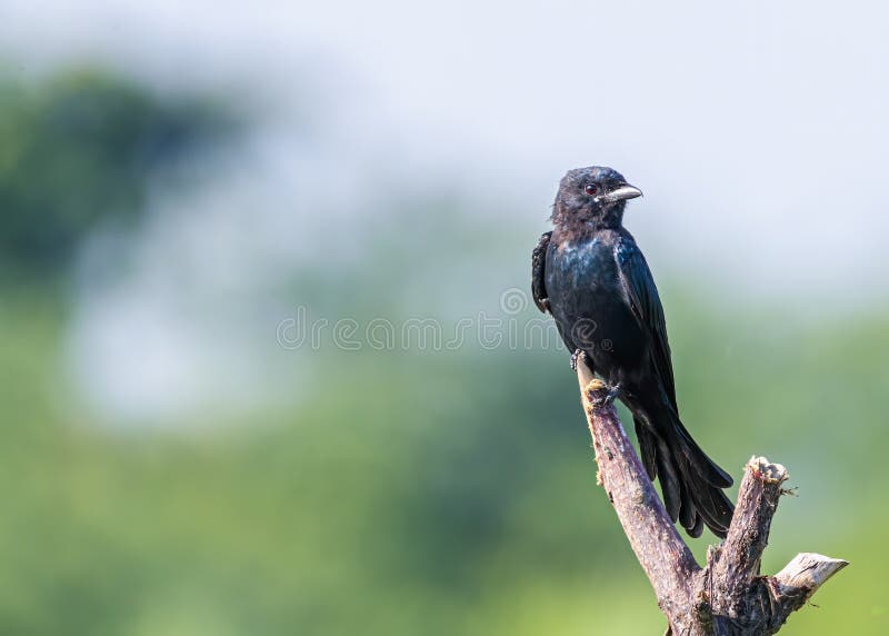 Black Drango Sitting on Tree Stock Photo - Image of animal, sitting ...