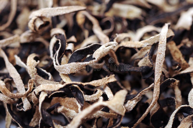 Plant Uses Fungi Stock Photos - Free & Royalty-Free Stock Photos from ...