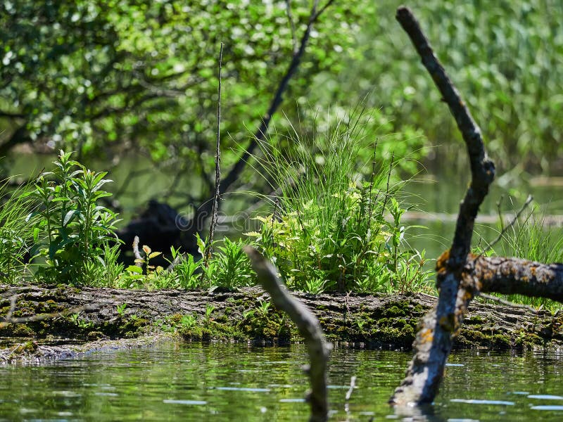 Black Drim Spring of Lake Ohrid, Macedonia Stock Image - Image of black ...