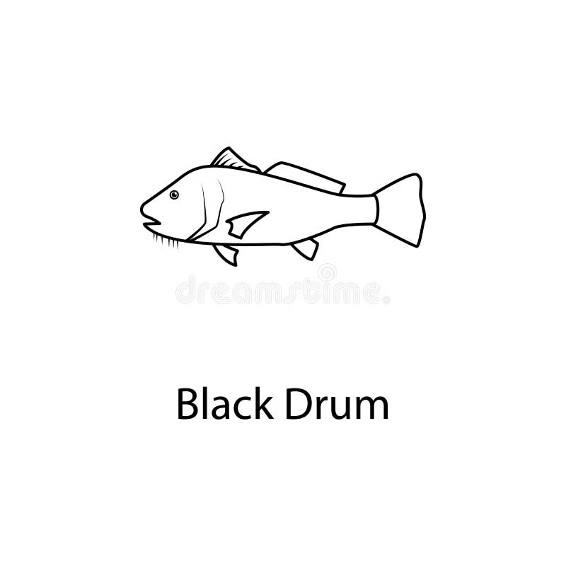 Black Drum Fish Artwork