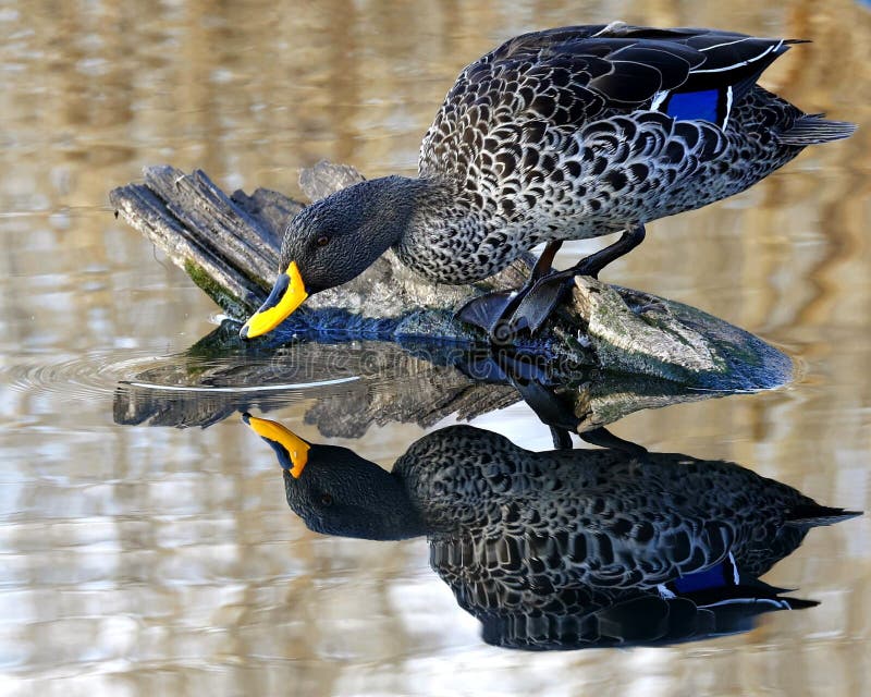 Black Duck Admiring Its Reflection on the Pond Water Stock Image ...