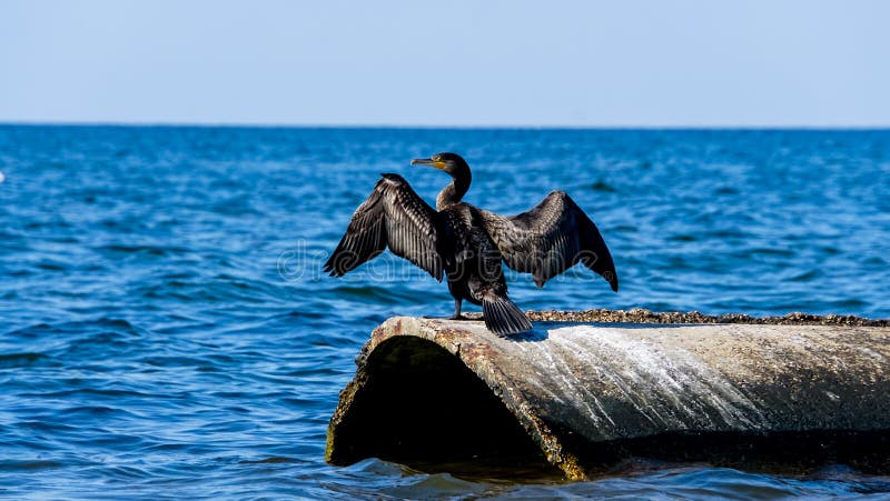 Black duck by the sea stock image. Image of tourism - 182752809