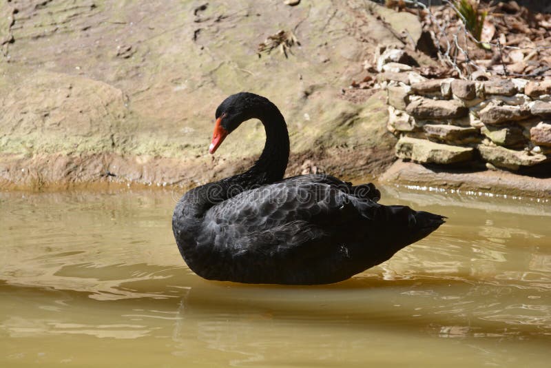 Black duck stock image. Image of migrate, drake, unlimited - 48241401
