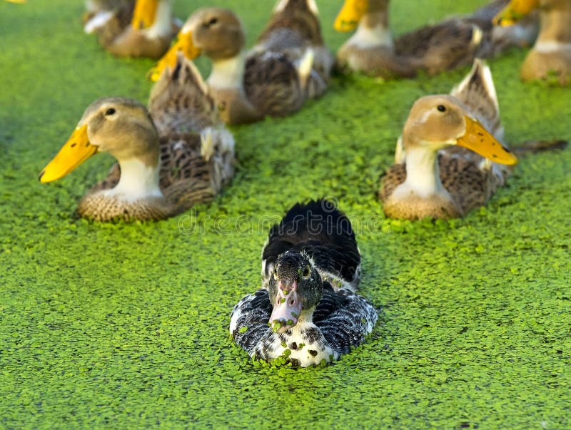 A black ducks stock image. Image of wild, island, duck - 21131525
