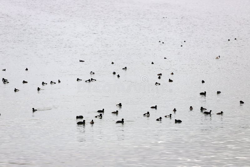 Black Ducks in the Caspian Sea Stock Photo - Image of beautiful, duck ...