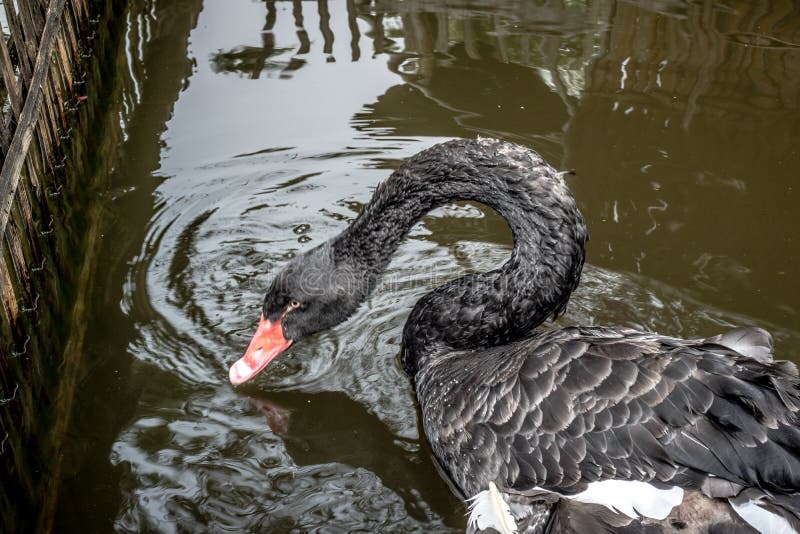 Black Ducks are on the Surface1 Stock Image - Image of pond, summer ...