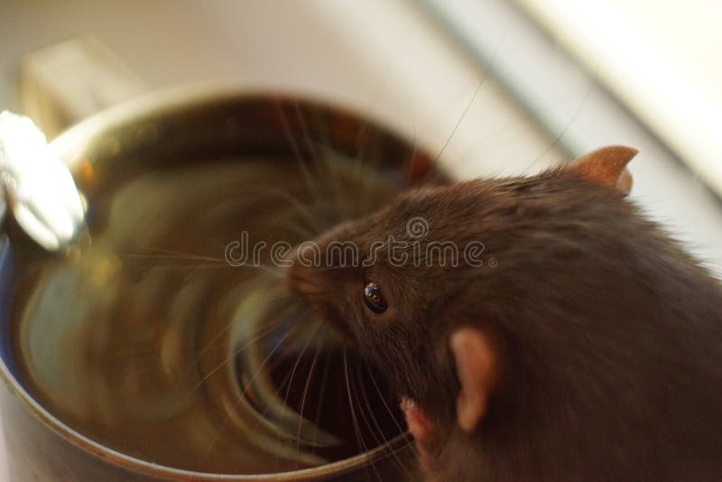 A Rat Drinking Tea from a Mug Stock Photo - Image of mustache, black ...