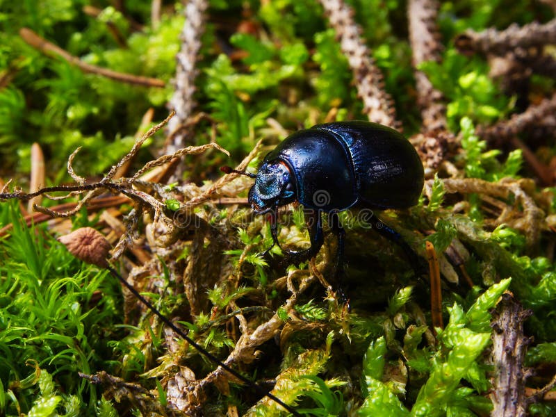 Black Dung Beetle in the Moss Stock Photo - Image of europe, czechia ...