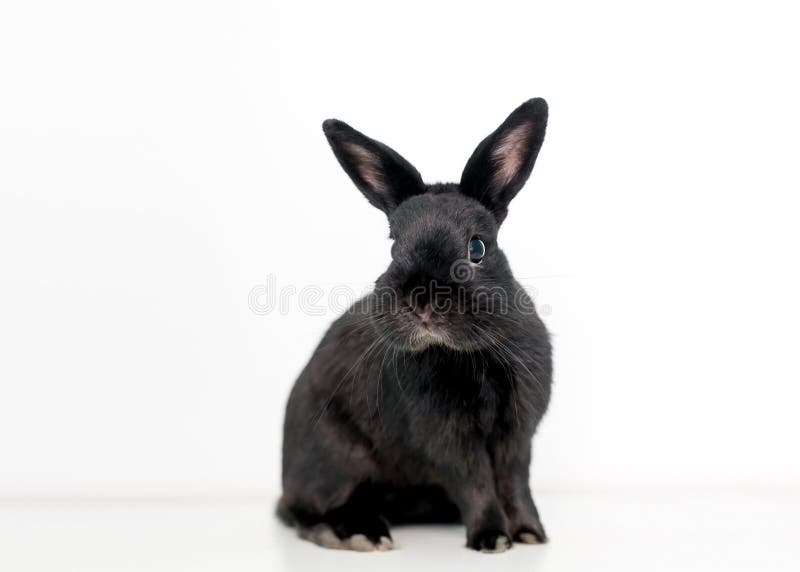 A Black Dwarf Mixed Breed Pet Rabbit Sitting Stock Photo - Image of ...