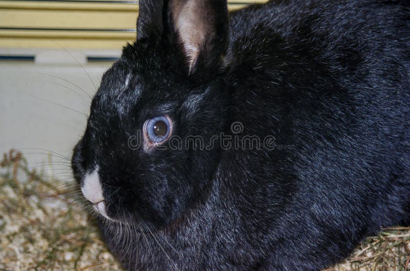 Black Dwarf Rabbit, Pet in the Cage Stock Image - Image of closeup ...