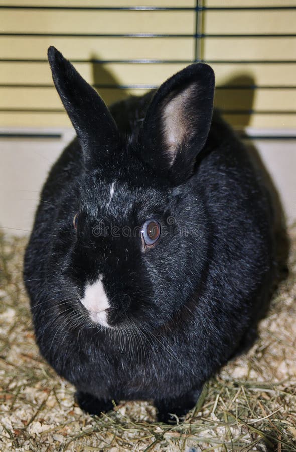 Black Dwarf Rabbit, Pet in the Cage Stock Image - Image of bunny, brown ...