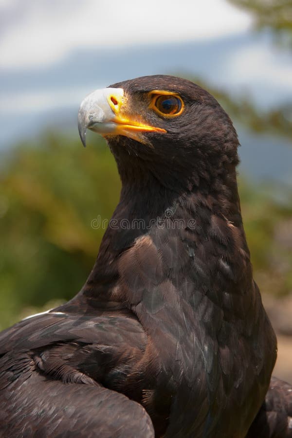 Black eagle stock image. Image of carnivorous, feathered - 26049873