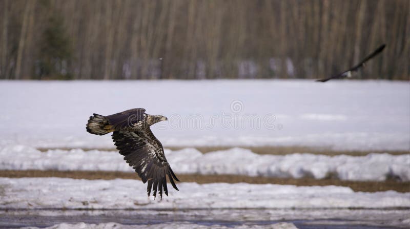 Black Eagle Flying Near the Lake Stock Image - Image of water, predator: 254384287