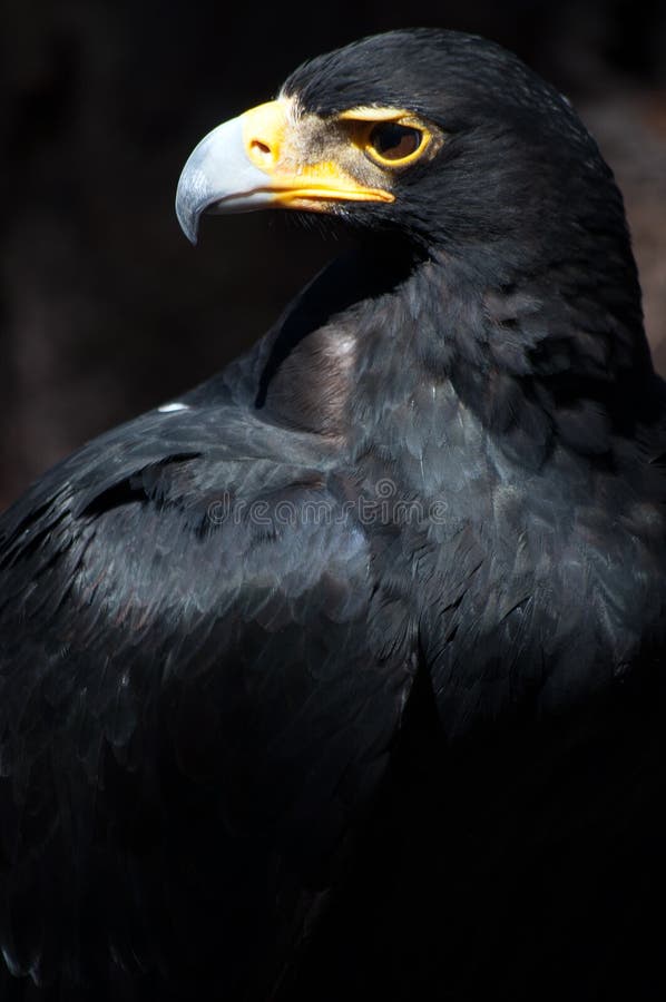 Black Eagle. stock photo. Image of nature, eagle, portrait - 52287702