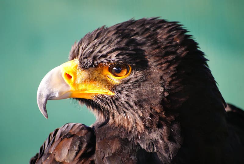 Black Eagle profile stock photo. Image of flight, predator - 13241270