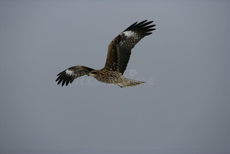 Black-eared Kite, Milvus Migrans Lineatus Stock Photo - Image of asia ...