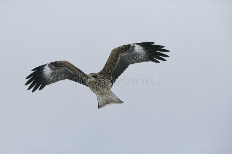 Black-eared Kite, Milvus Migrans Lineatus Stock Image - Image of asia ...