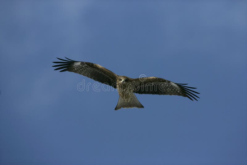 Black-eared Kite, Milvus Migrans Lineatus Stock Photo - Image of asia ...