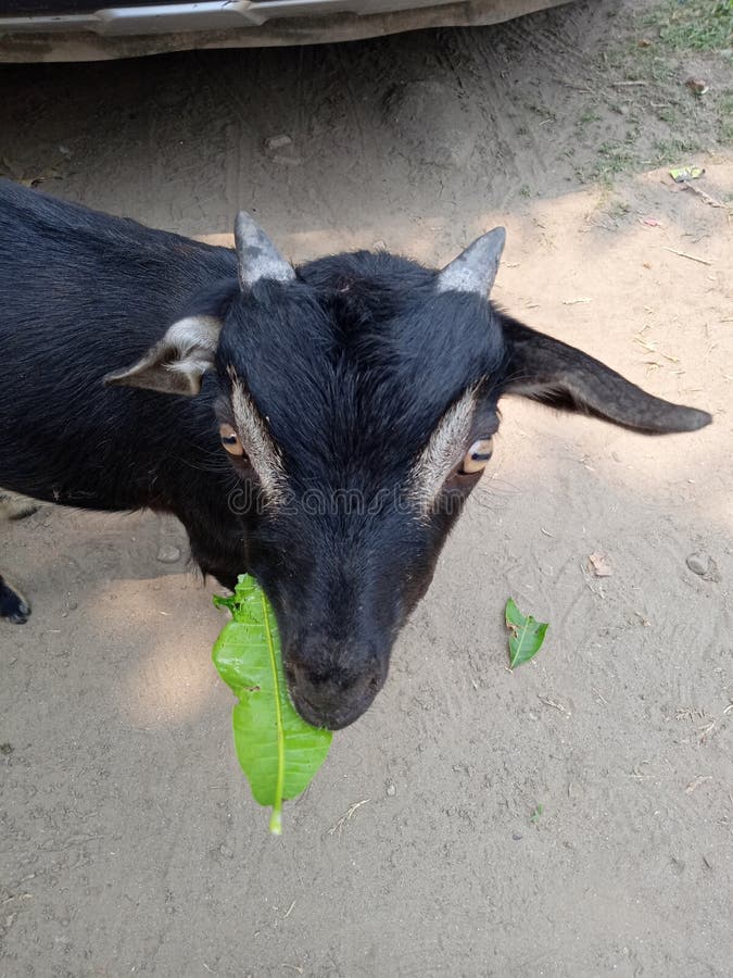 The Black Goat is Eating the Leaves Stock Photo - Image of goats ...
