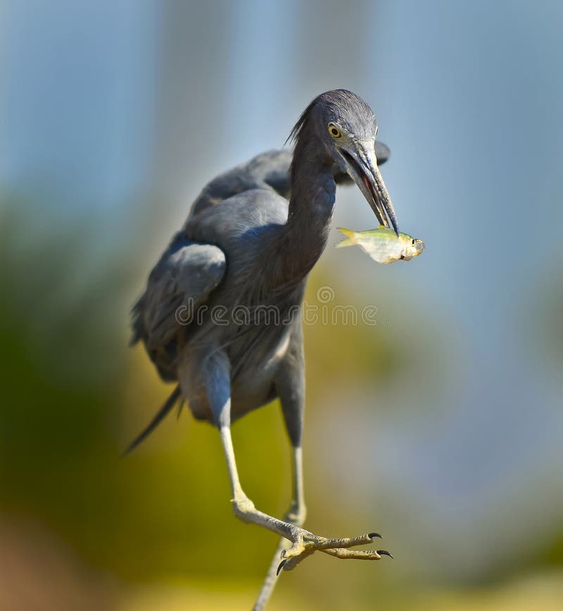 Black Egret stock image. Image of wildlife, legs, heron - 21425205