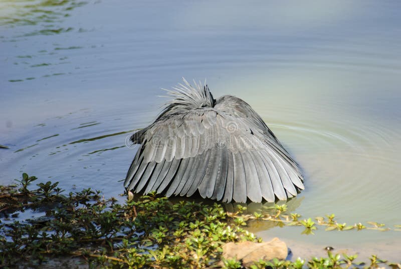 Black Egret stock photo. Image of animal, heron, bill - 21425208