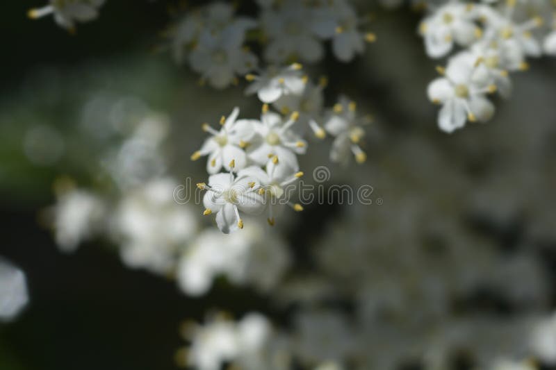 Black Elder stock image. Image of common, sambucus, botany - 358849837