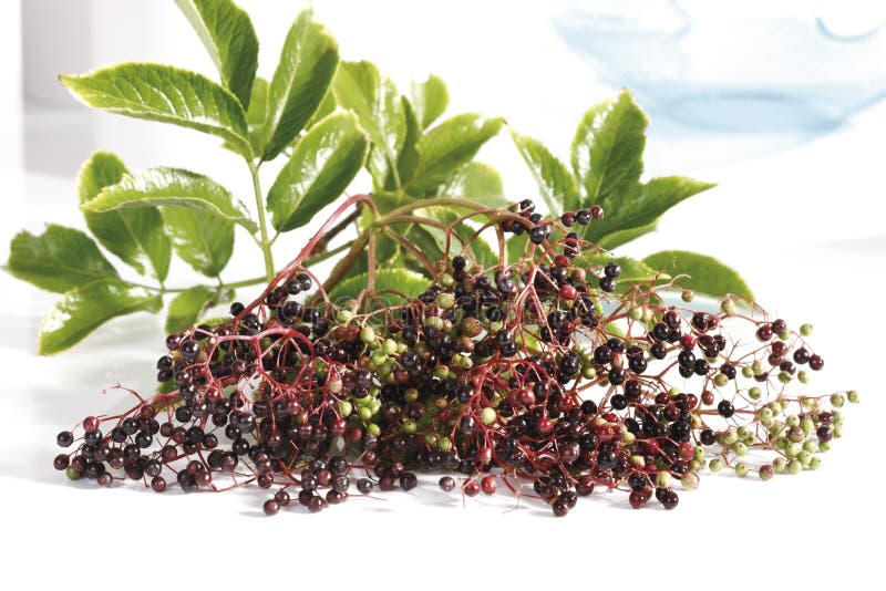Vector Branch with Outline Sambucus Nigra or Black Elder or Elderberry ...