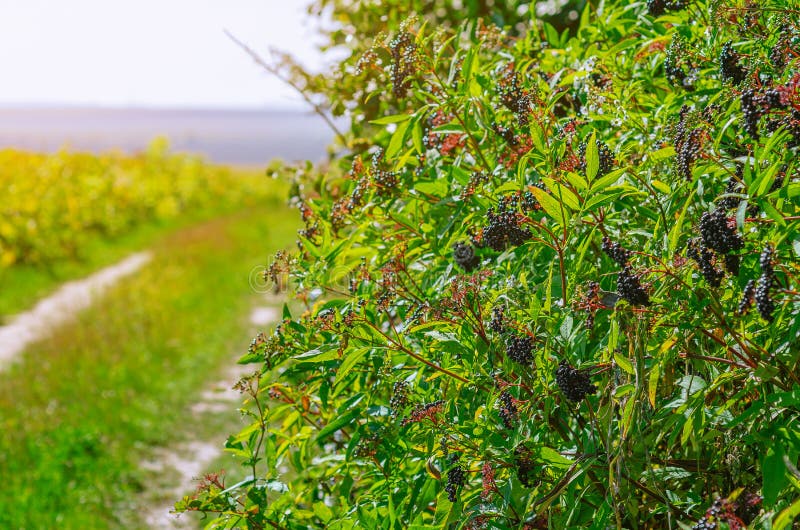 Black Elderberry Bushes Along Field Road Stock Photo - Image of light ...