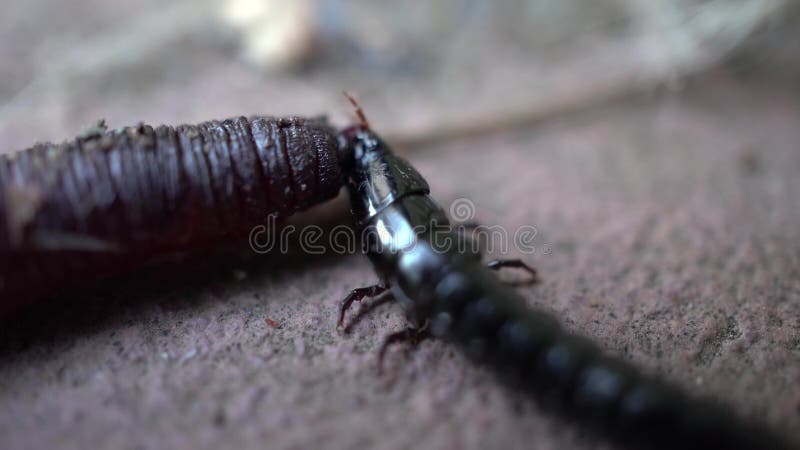 A Black Elongated Beetle Eats a Worm. an Aggressive Insect Attacked an ...