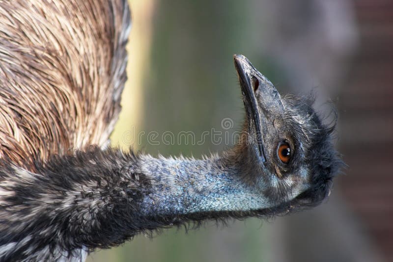 Black Emu stock photo. Image of long, black, inquisitive - 6580170