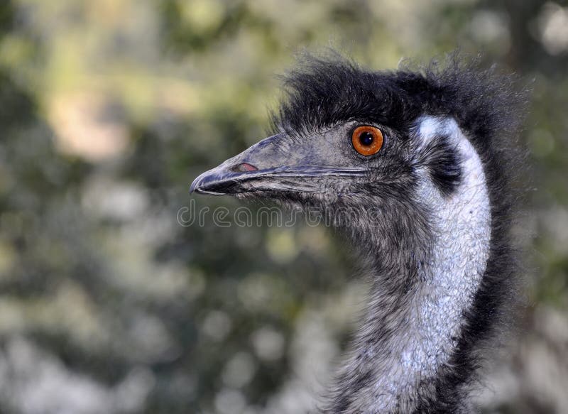 Emu Head Against a Black Background Stock Photo - Image of meat, hair ...