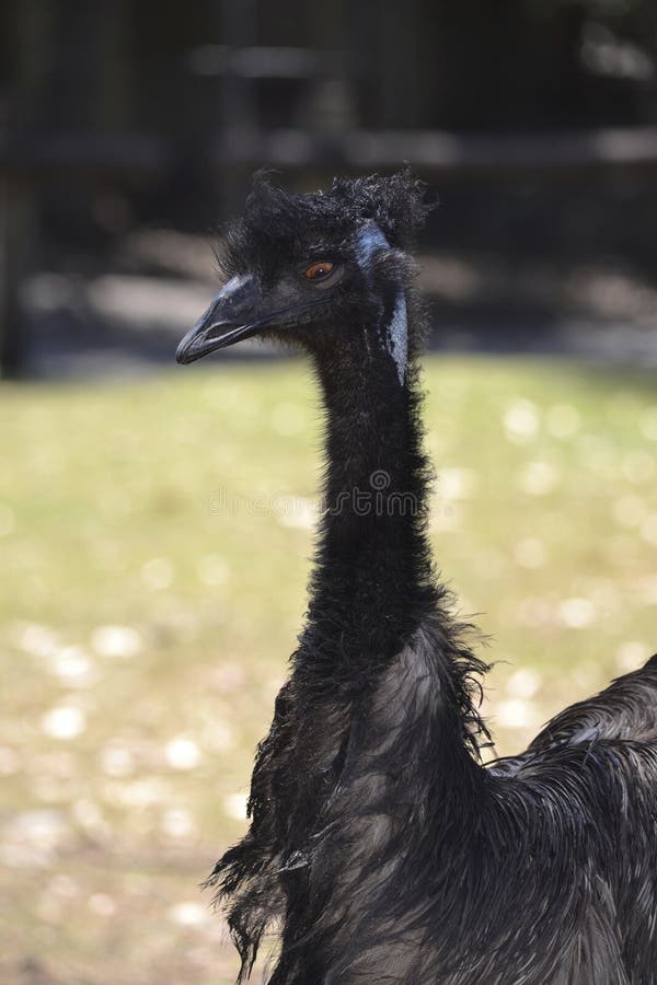 Black Emu stock image. Image of staring, bird, stare - 53348009