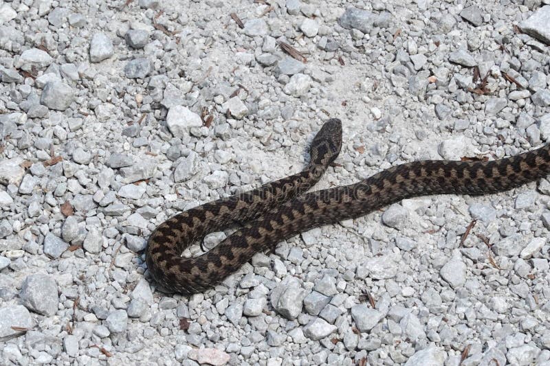 A Black Eurasian Viper in the Austrian Alps Stock Image - Image of ...