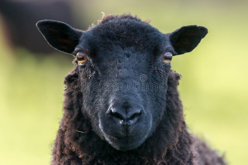 Face Of A Black Sheep Ewe Looking Directly At Camera In The Spring ...