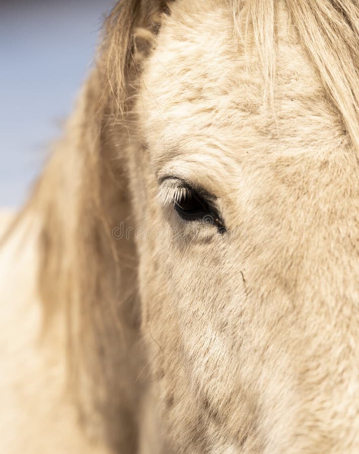 Animals can feel stock image. Image of nose, horn, horse - 220058715