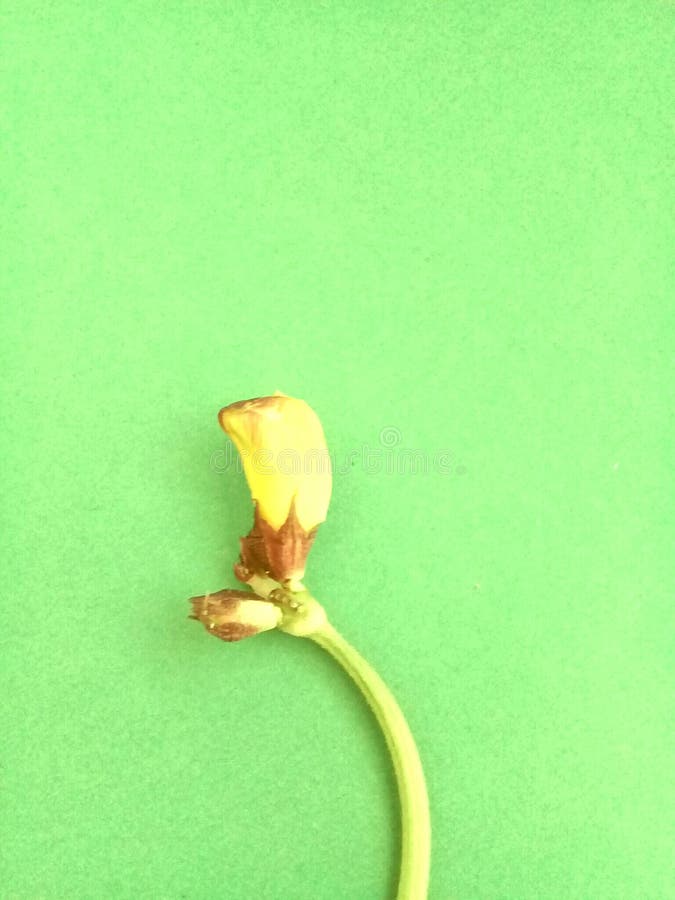 Black eyed bean bud. stock photo. Image of bean, plant - 180004088