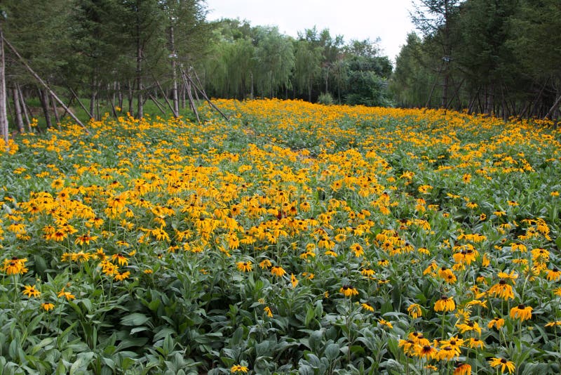 Black Eyed Daisy stock photo. Image of garden, herbal - 58839684